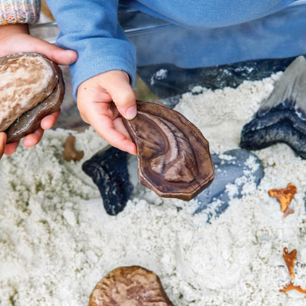 Magnetic Matching Fossil Stones - Set of 6