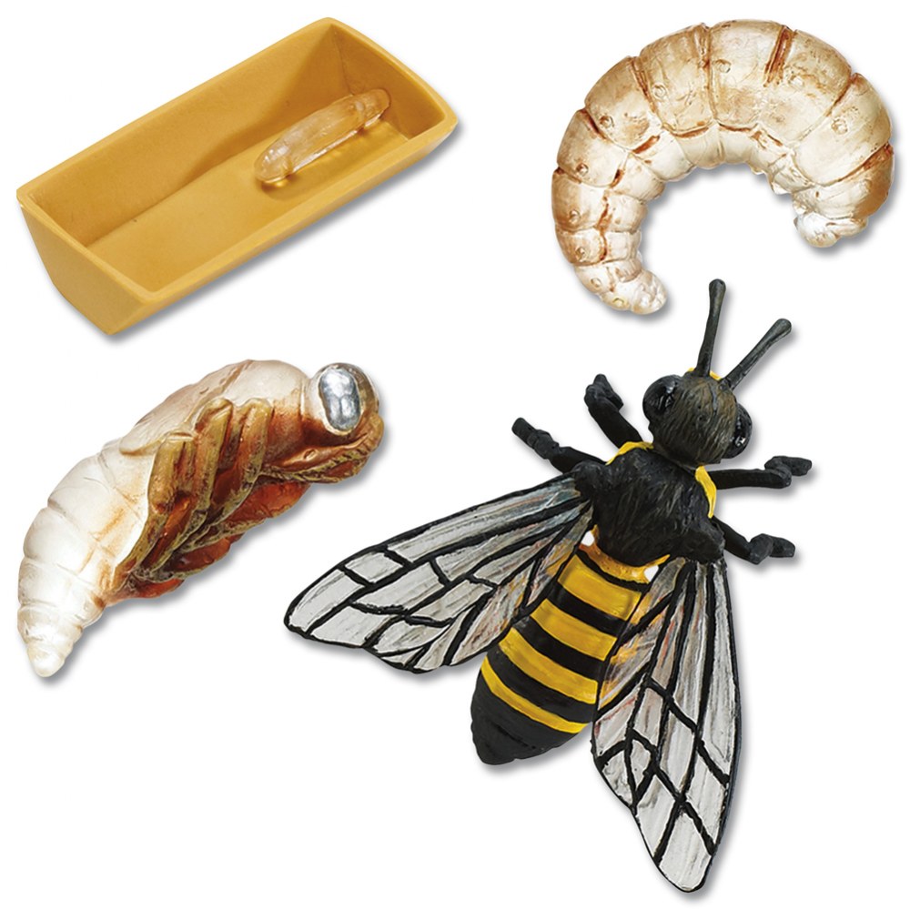 The Beeman and the Honeybee Set - Paperback Book & Life Cycle Set