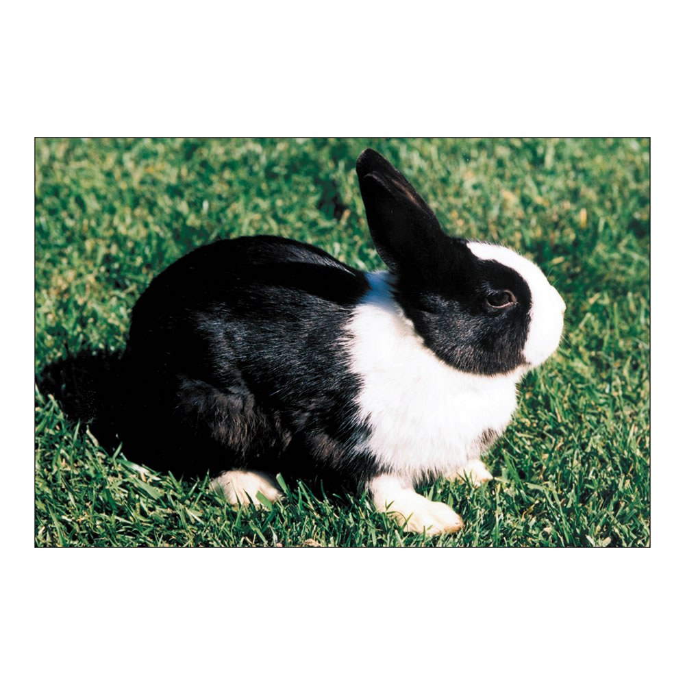 Farm Animal Posters - Set of 10