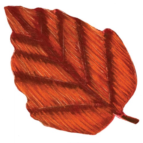 Perfect Leaf Stencil Set 8" - 12 Pieces