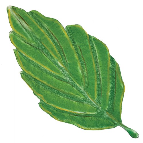 Perfect Leaf Stencil Set 8" - 12 Pieces