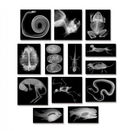 Transparent Animal X-Rays and Pictures