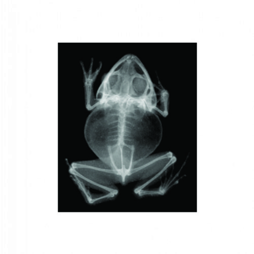 Transparent Animal X-Rays and Pictures