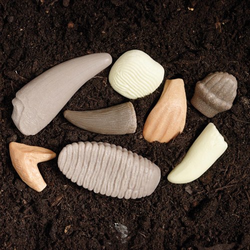 Sensory Prehistoric Teeth Stones and Activity Cards Set