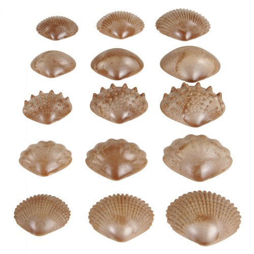 Tactile Shells - 36 Pieces