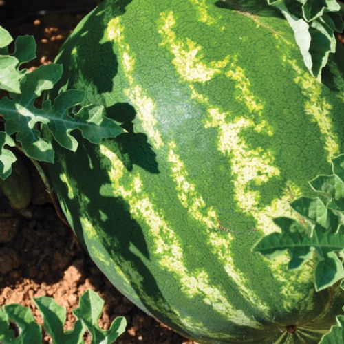 Sugar Baby Watermelon 3-Pack