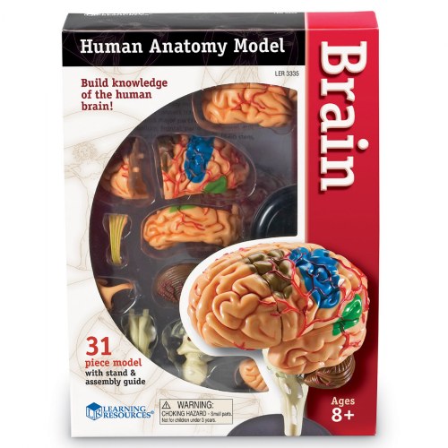 Brain Anatomy Realistic Model