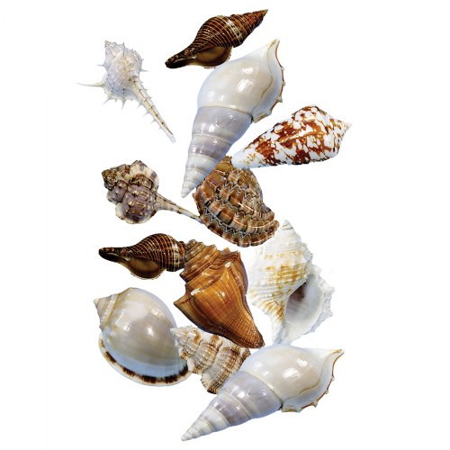 Sorting Shells