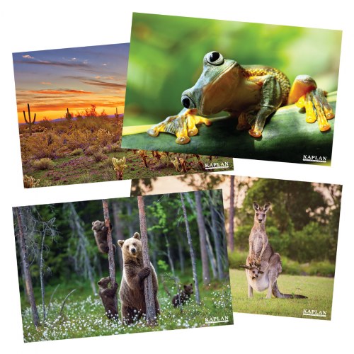 Animals and Nature from Around the World Posters - Set of 12