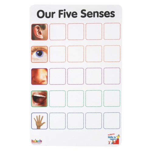 Our Five Senses Interactive Game