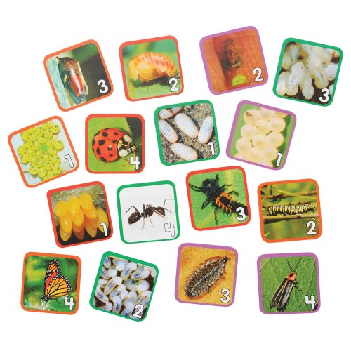 Insect Life Cycle Game - Investigate Bees, Ants, Butterfly and Firefly