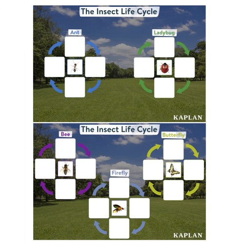 Insect Life Cycle Game - Investigate Bees, Ants, Butterfly and Firefly