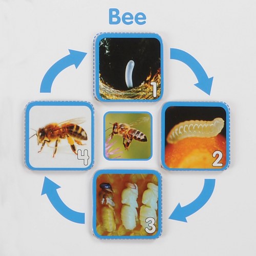 Insect Life Cycle Game - Investigate Bees, Ants, Butterfly and Firefly
