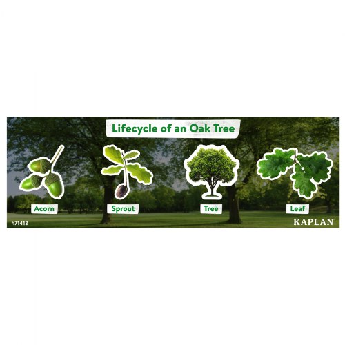 Life Cycle Puzzles - Set of 4