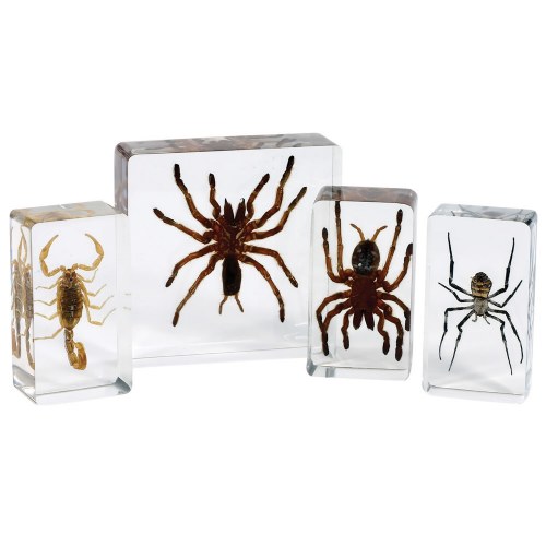 Animal & Plant Specimen Sets