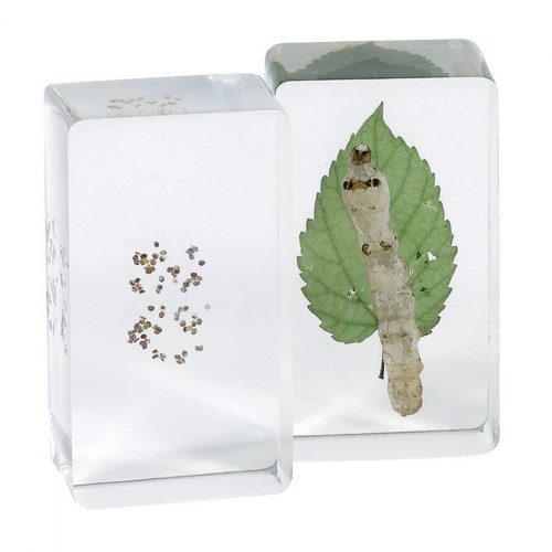 Animal & Plant Specimen Sets