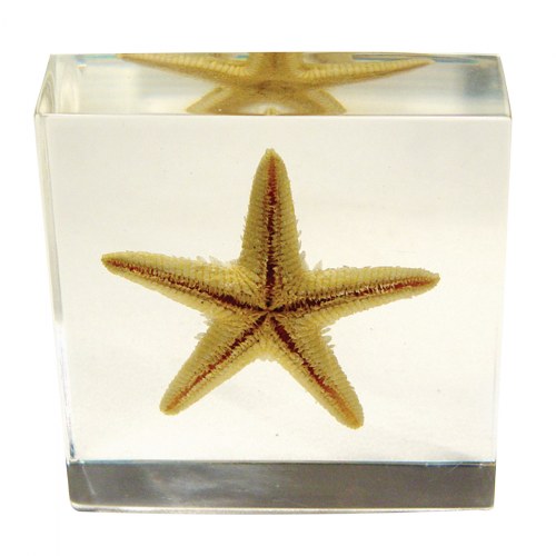 Animal & Plant Specimen Sets