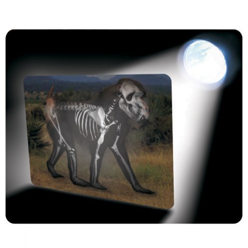 What's Inside Animals?