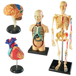 Human Brain Model